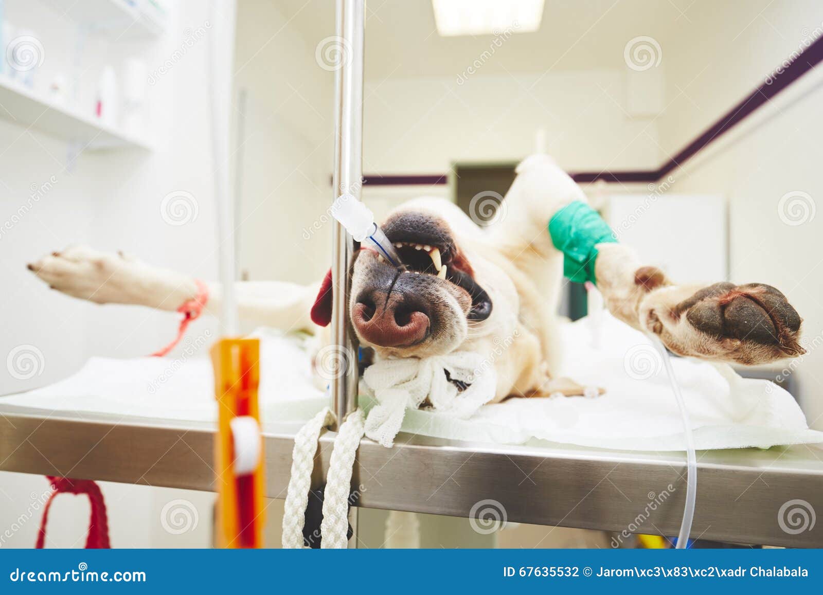 Sick Dog in the Veterinary Clinic Stock Photo - Image of emergency ...