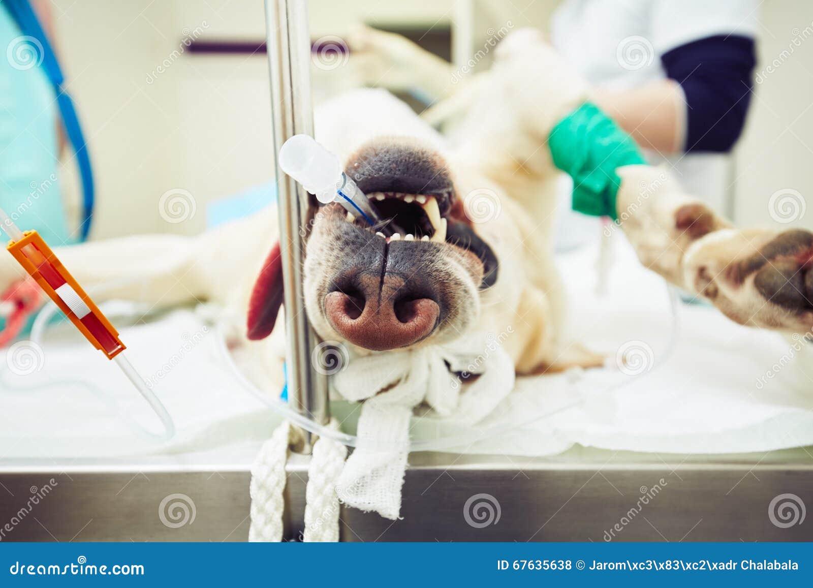 Sick Dog in the Veterinary Clinic Stock Photo - Image of people, clinic ...