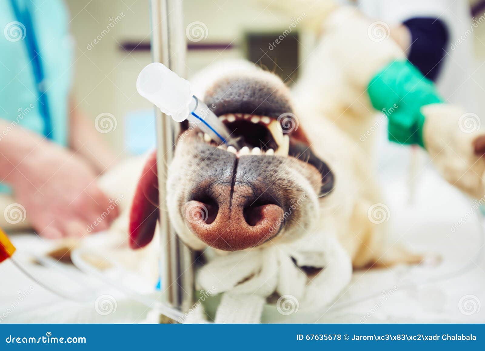 Sick Dog in the Veterinary Clinic Stock Photo - Image of help, person ...