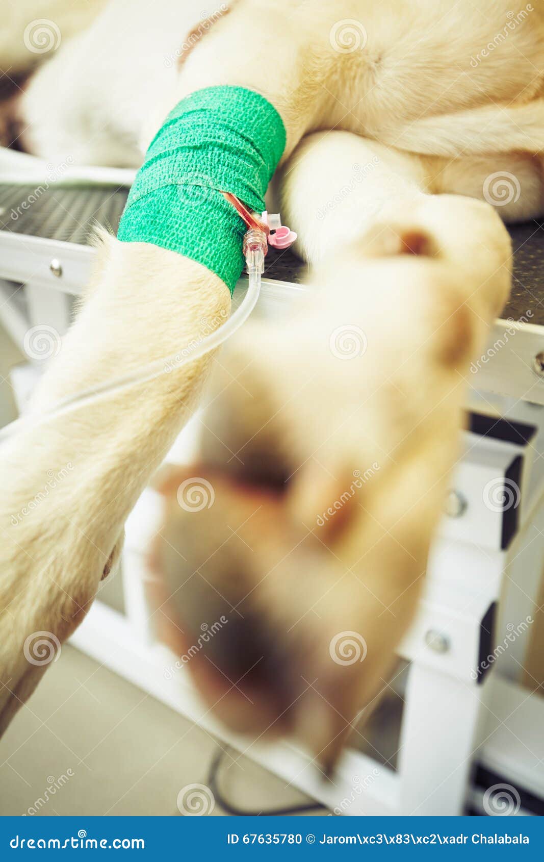 Sick Dog in the Veterinary Clinic Stock Photo - Image of hospital ...