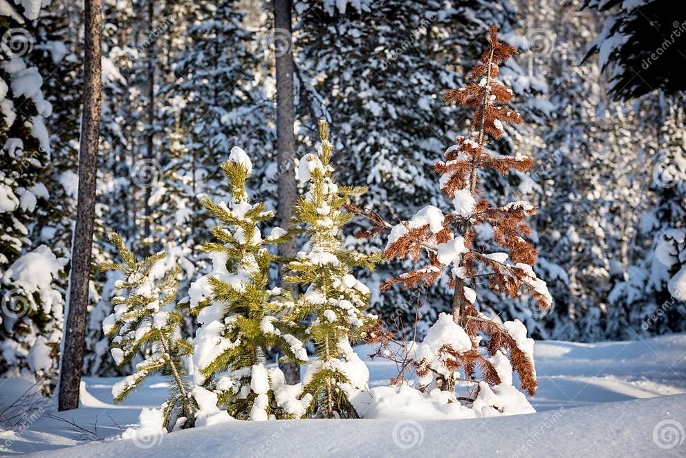 Sick and Dying Small Pine Tree in Winter Stock Photo - Image of nature ...