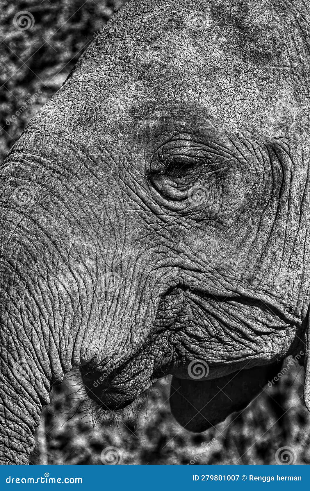 A Sick Elephant Needs Help To the Point of Crying Stock Image - Image ...