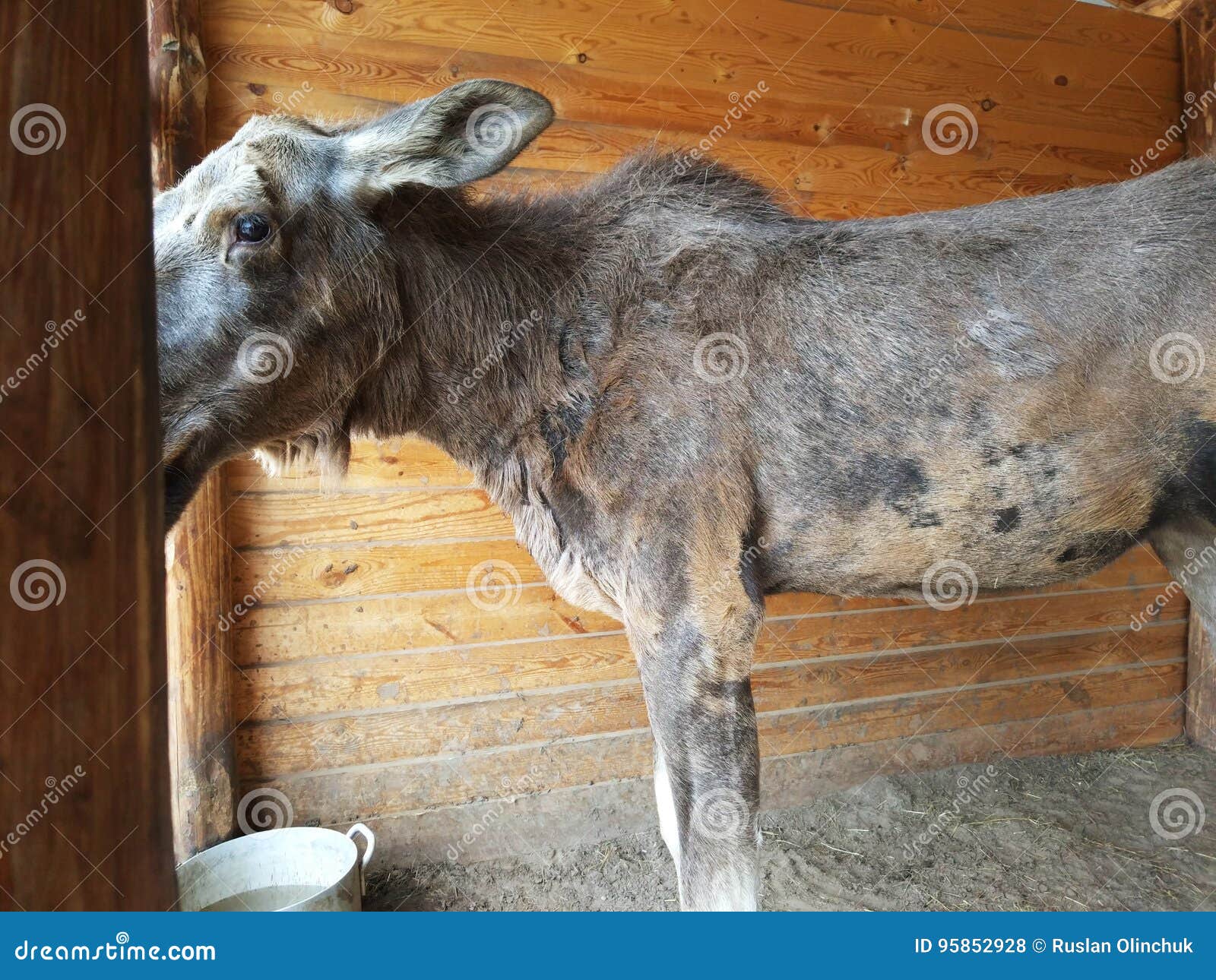 Sick Moose Stock Photos - Free & Royalty-Free Stock Photos from Dreamstime