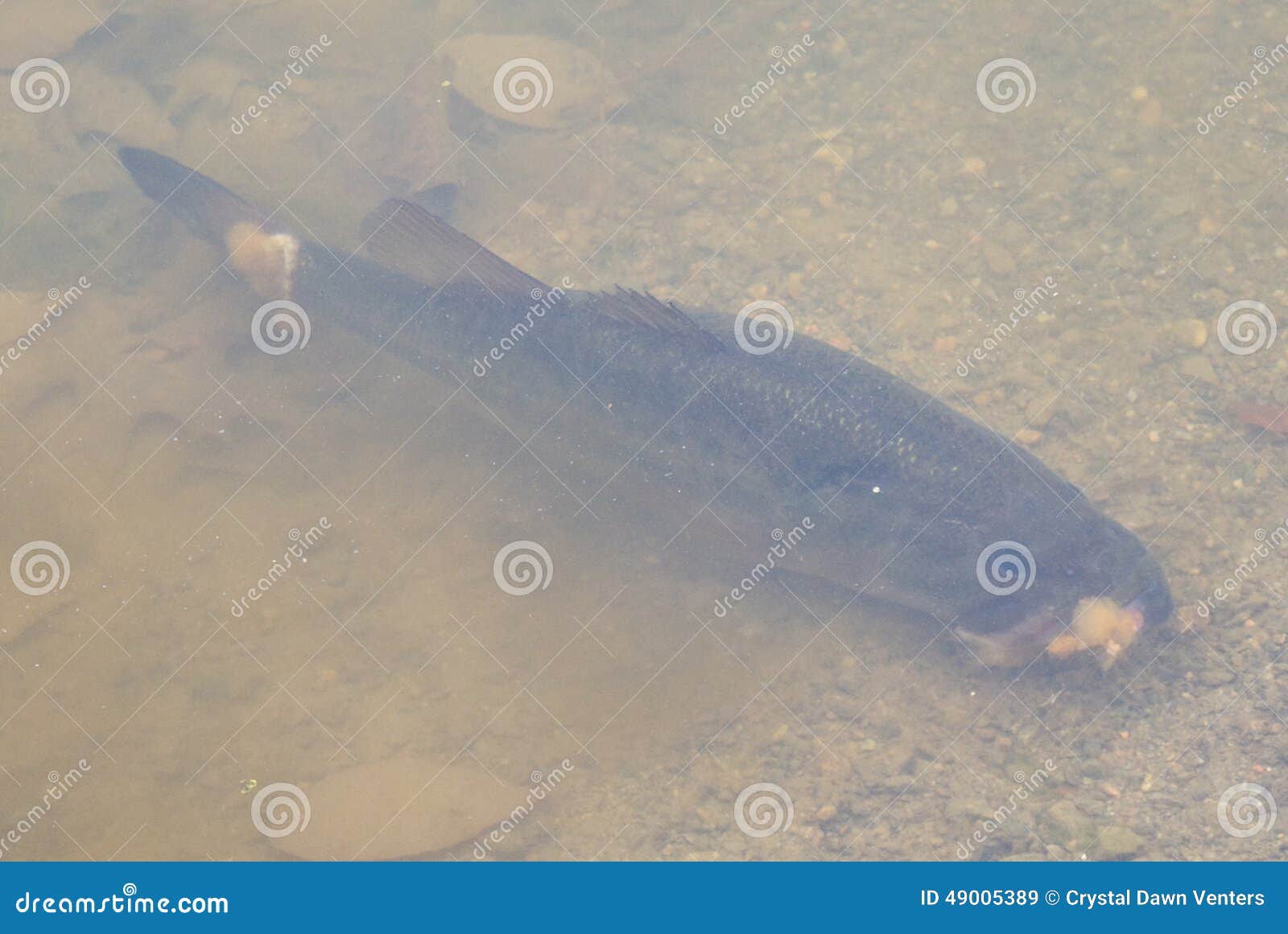 Sick Fish stock image. Image of fungus, mouth, water - 49005389