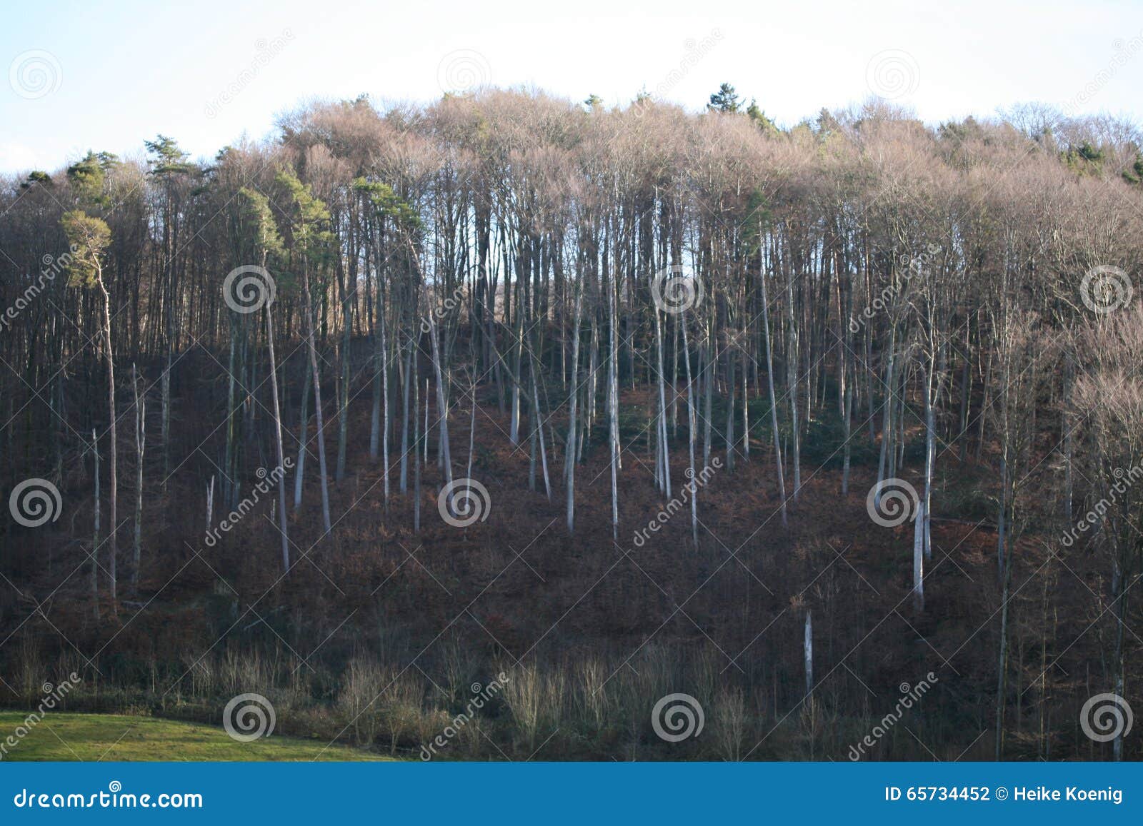 Sick forest stock photo. Image of group, disease, rain - 65734452