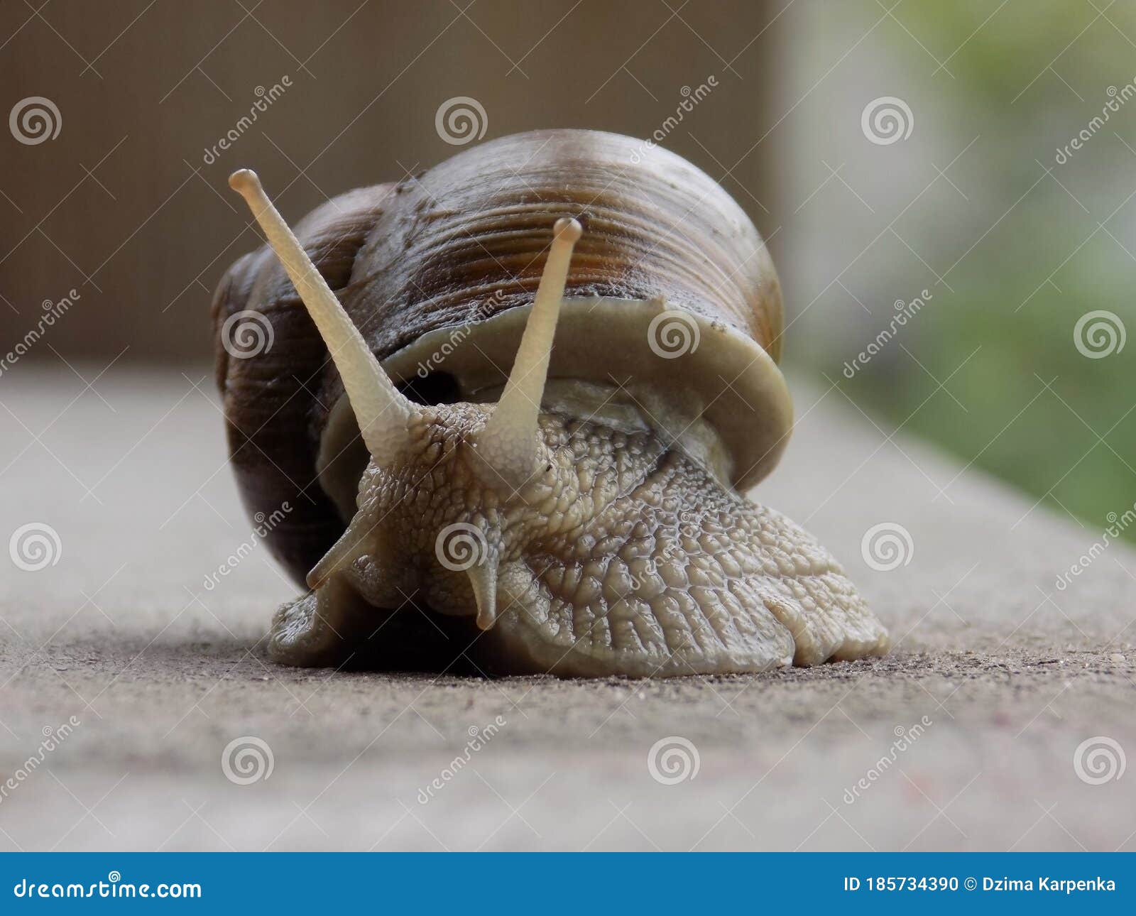 Sick Grape Snail with a Brown Shell Stock Photo - Image of natural ...