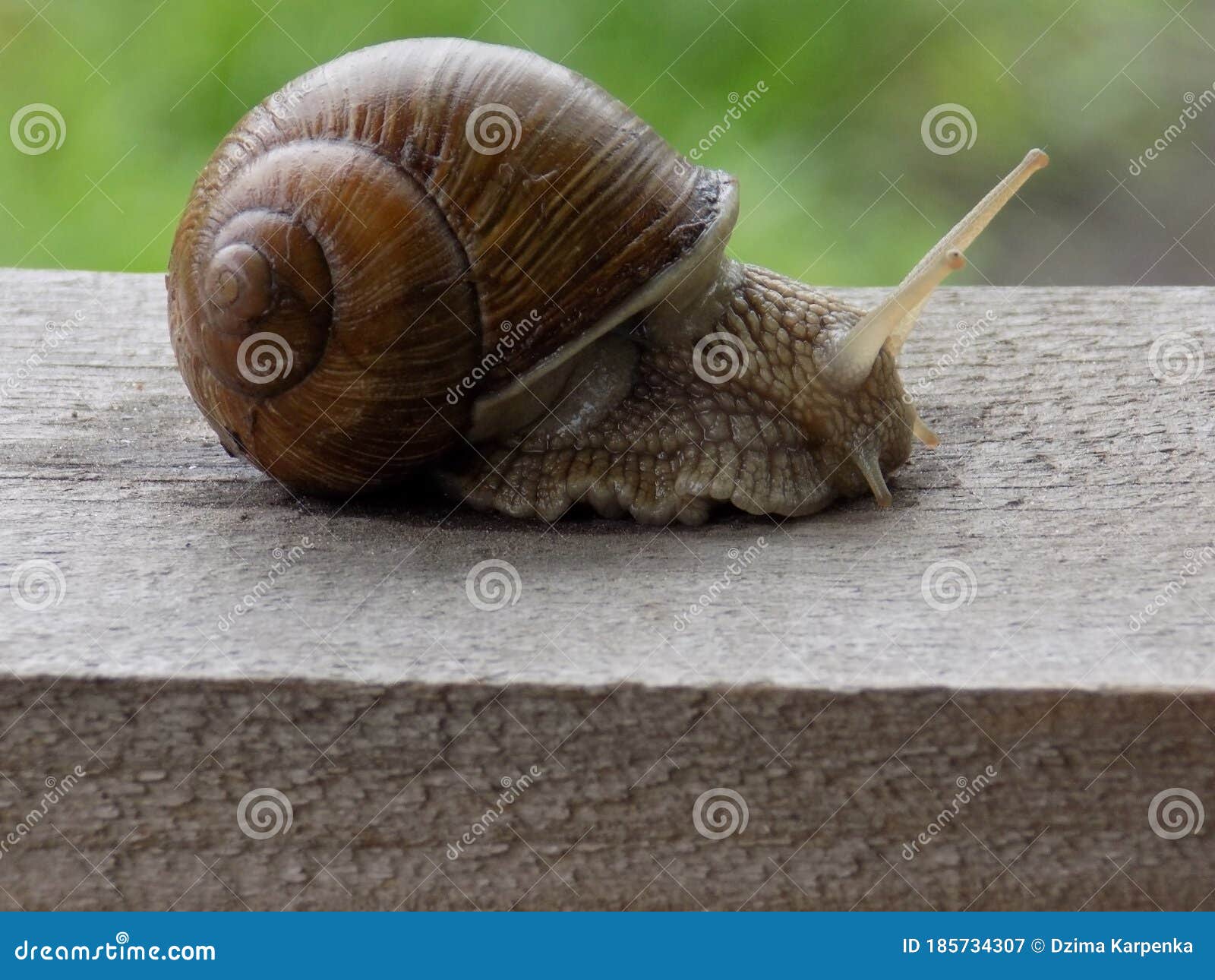 Sick Grape Snail with a Brown Shell Stock Image - Image of creeps ...