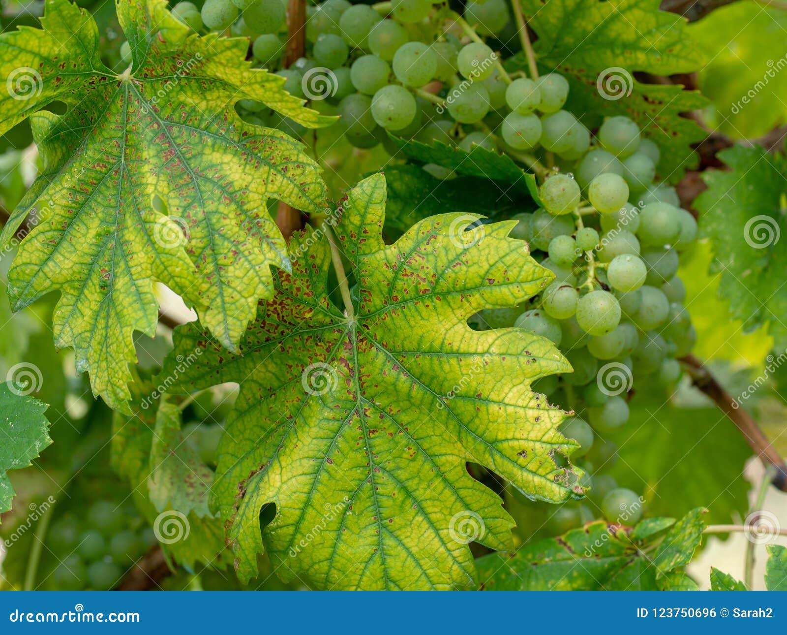 Sick Grapevine Plants. Chlorosis and Rust. Agriculture Problem. Stock ...