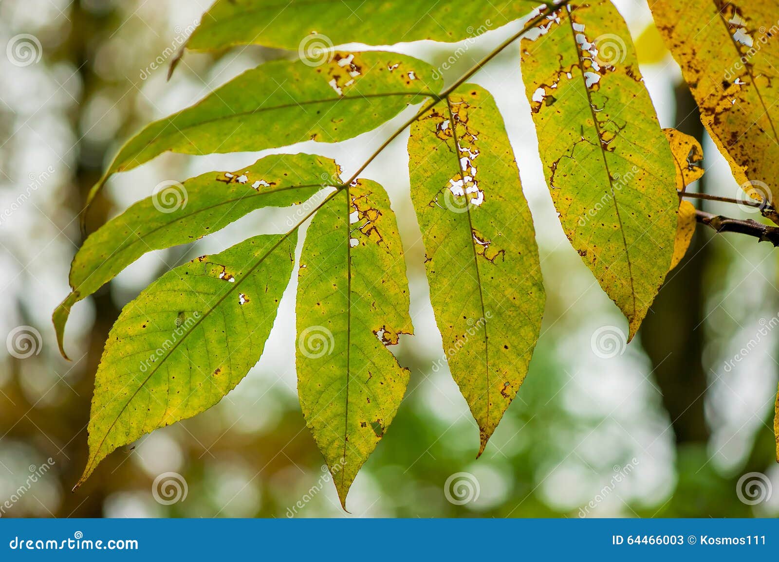 Sick green leaf of a tree stock image. Image of growth - 64466003