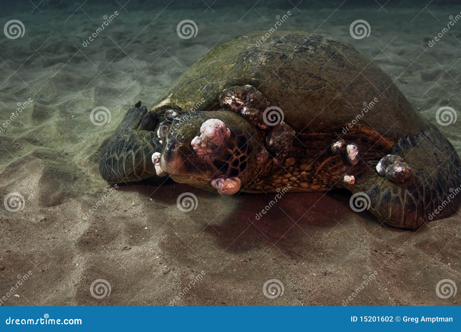 Sick Green Sea Turtle stock photo. Image of water, underworld - 15201602
