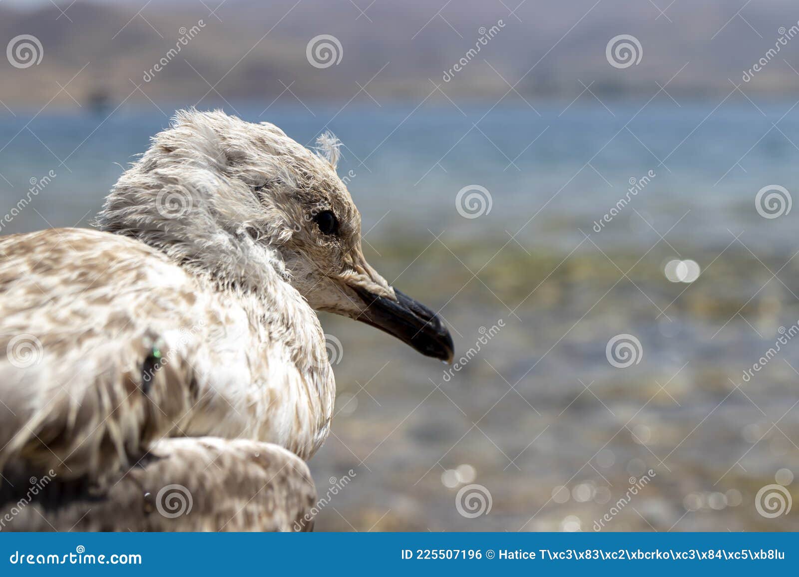 Sick Gull Bird by the Sea, Close-up. Stock Photo - Image of birds ...