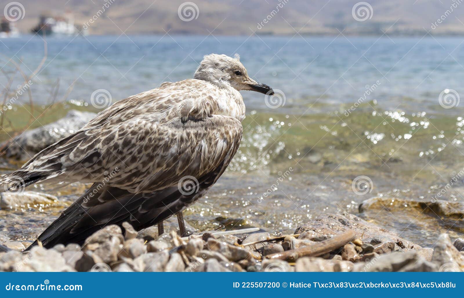 Sick Gull Bird by the Sea, Close-up. Stock Photo - Image of beak, ocean ...