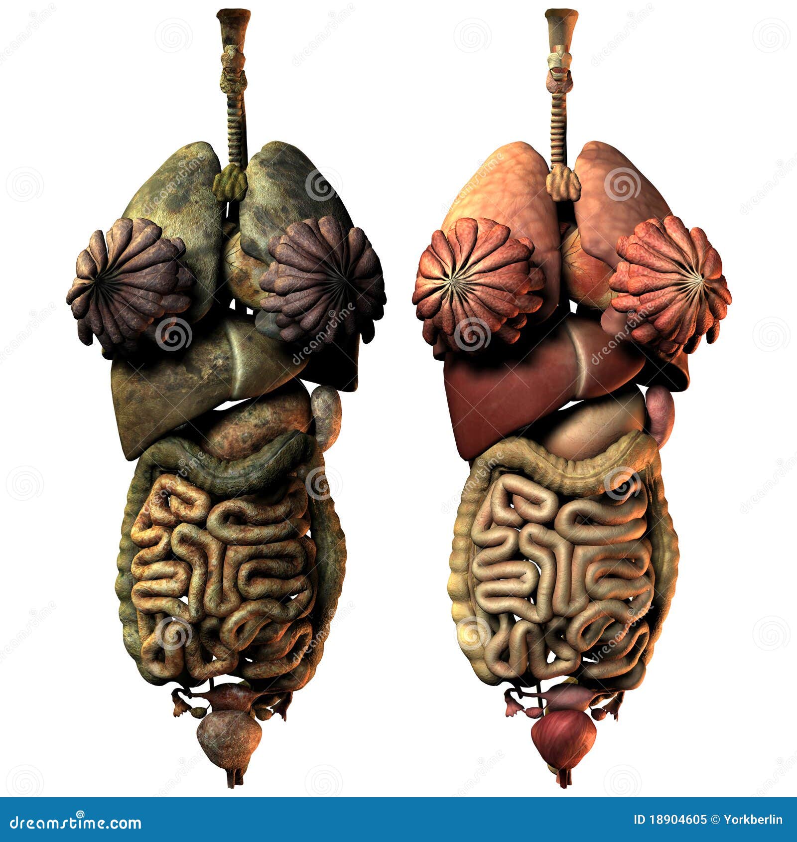 Sick Organs Set Vector Illustration | CartoonDealer.com #67594772