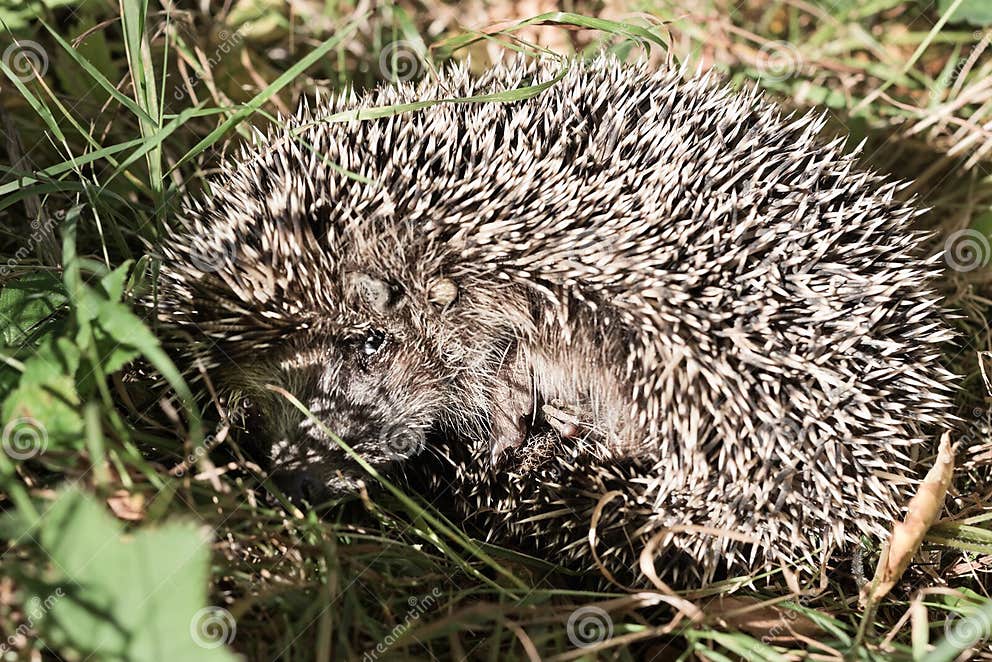 Sick hedgehog outdoors stock image. Image of hedgehog - 198252961
