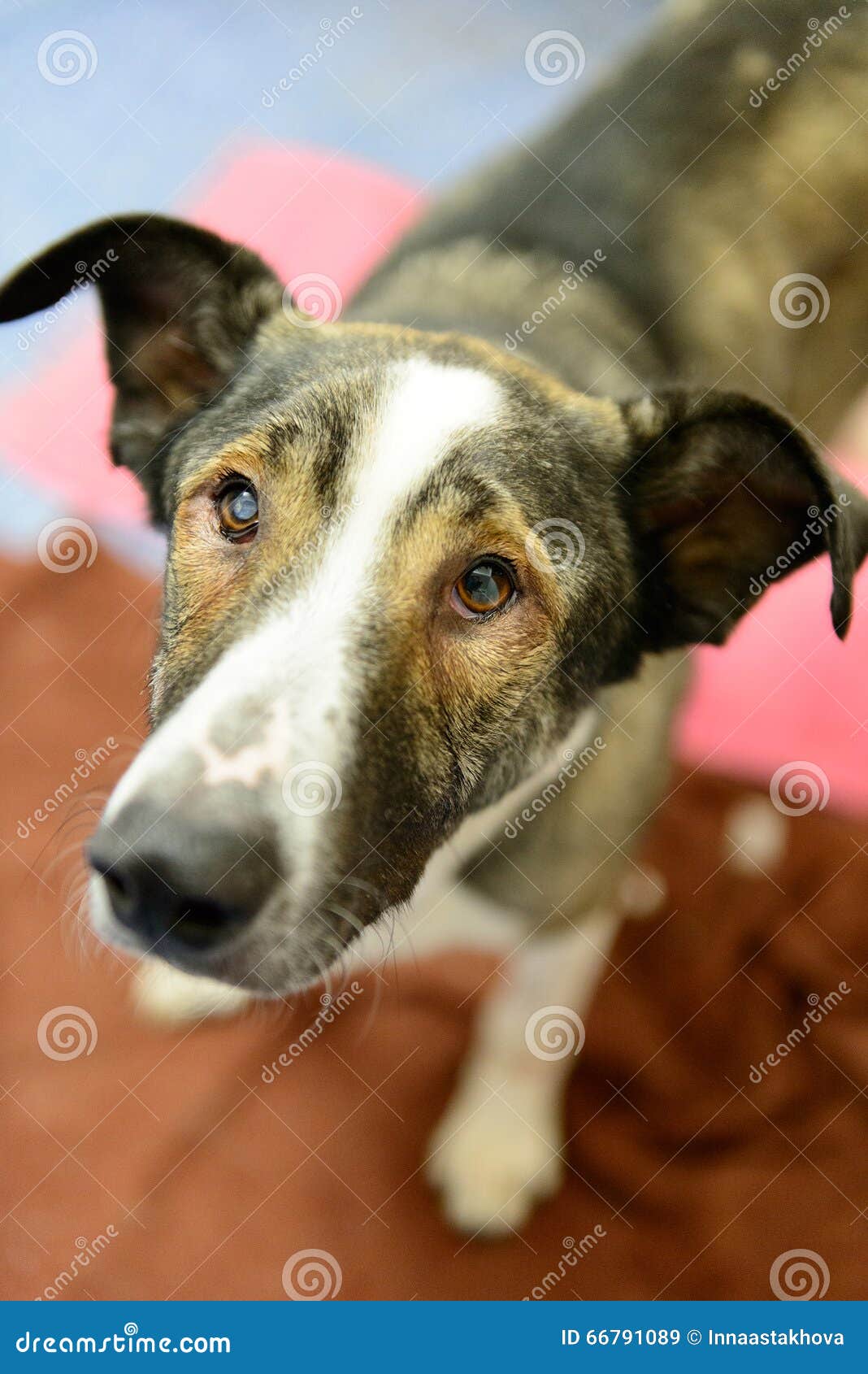 Sick homeless dog stock image. Image of assistance, crossbreed - 66791089