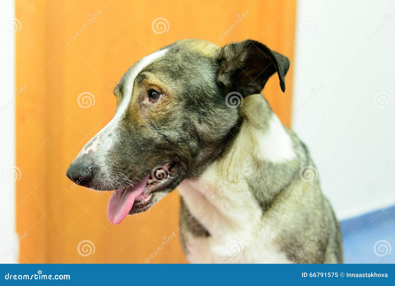 Sick homeless dog stock image. Image of mixed, society - 66791575