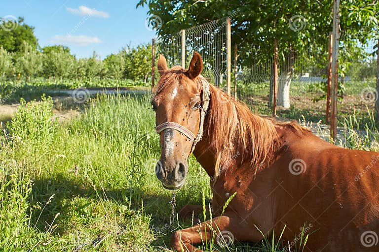 Sick horse in the field stock image. Image of details - 255685543