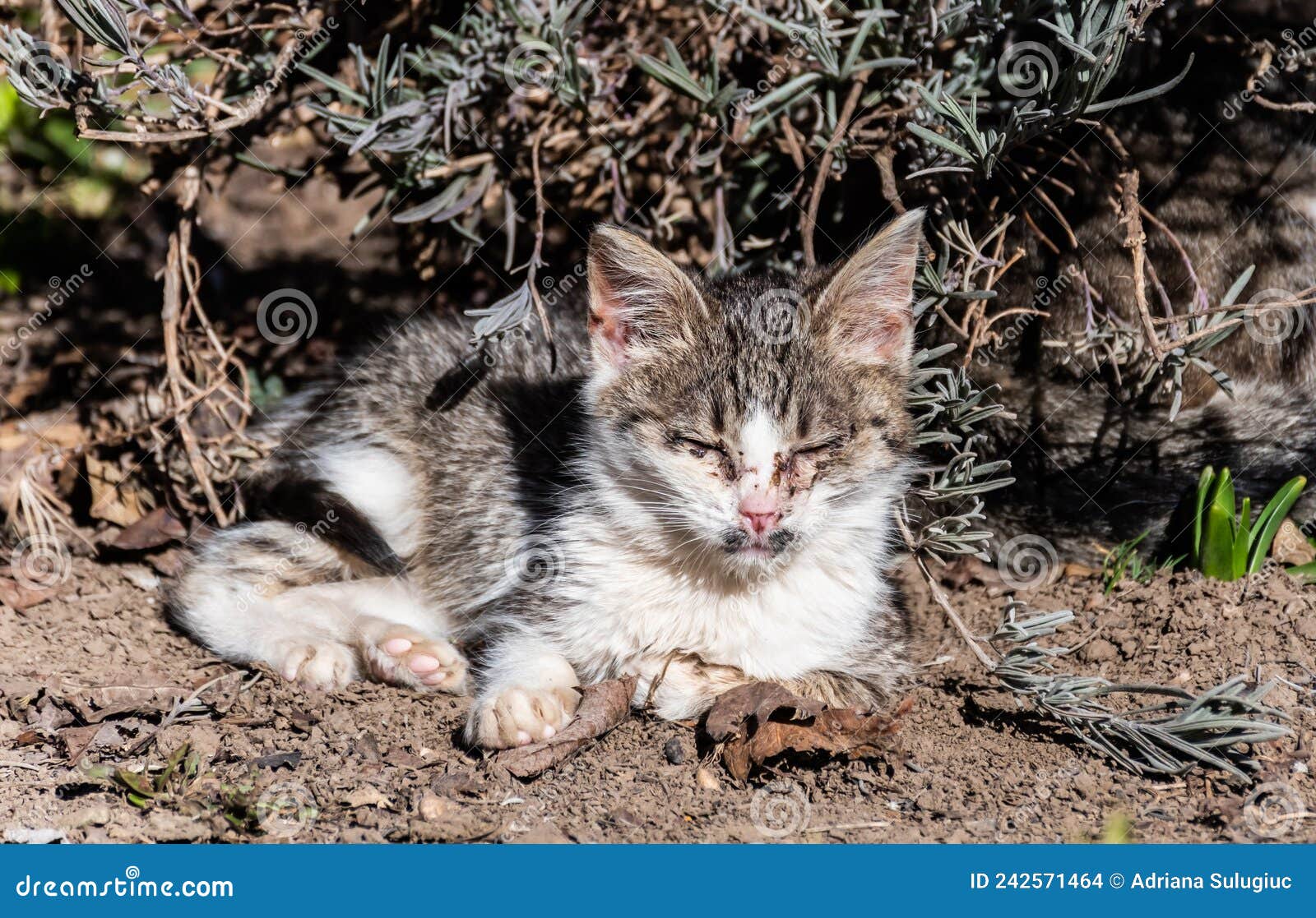 Kitten with Runny Eyes from a Cold Stock Photo - Image of flowers ...