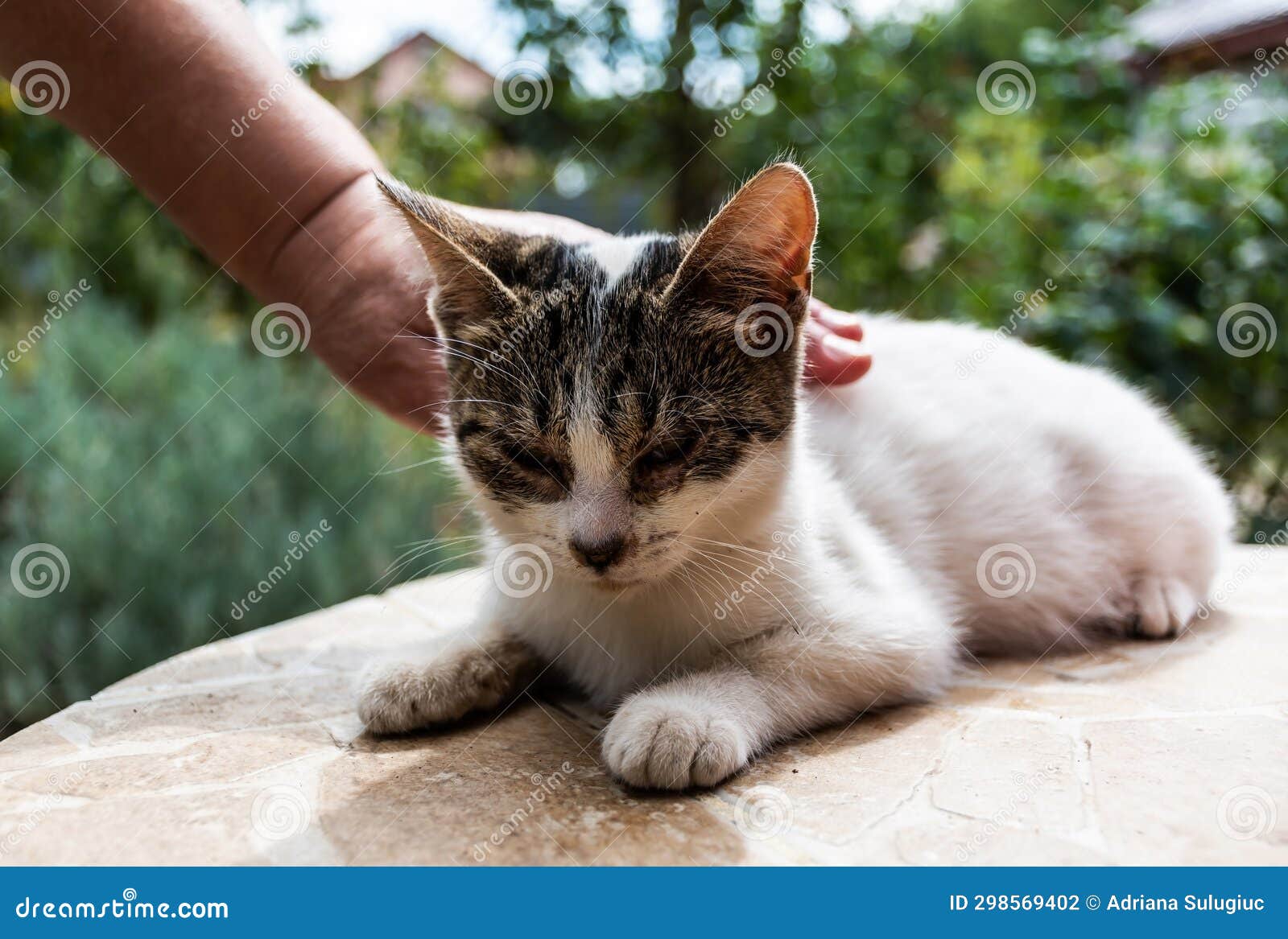 Kitten with Runny Eyes from a Cold Stock Photo - Image of glued, nose ...