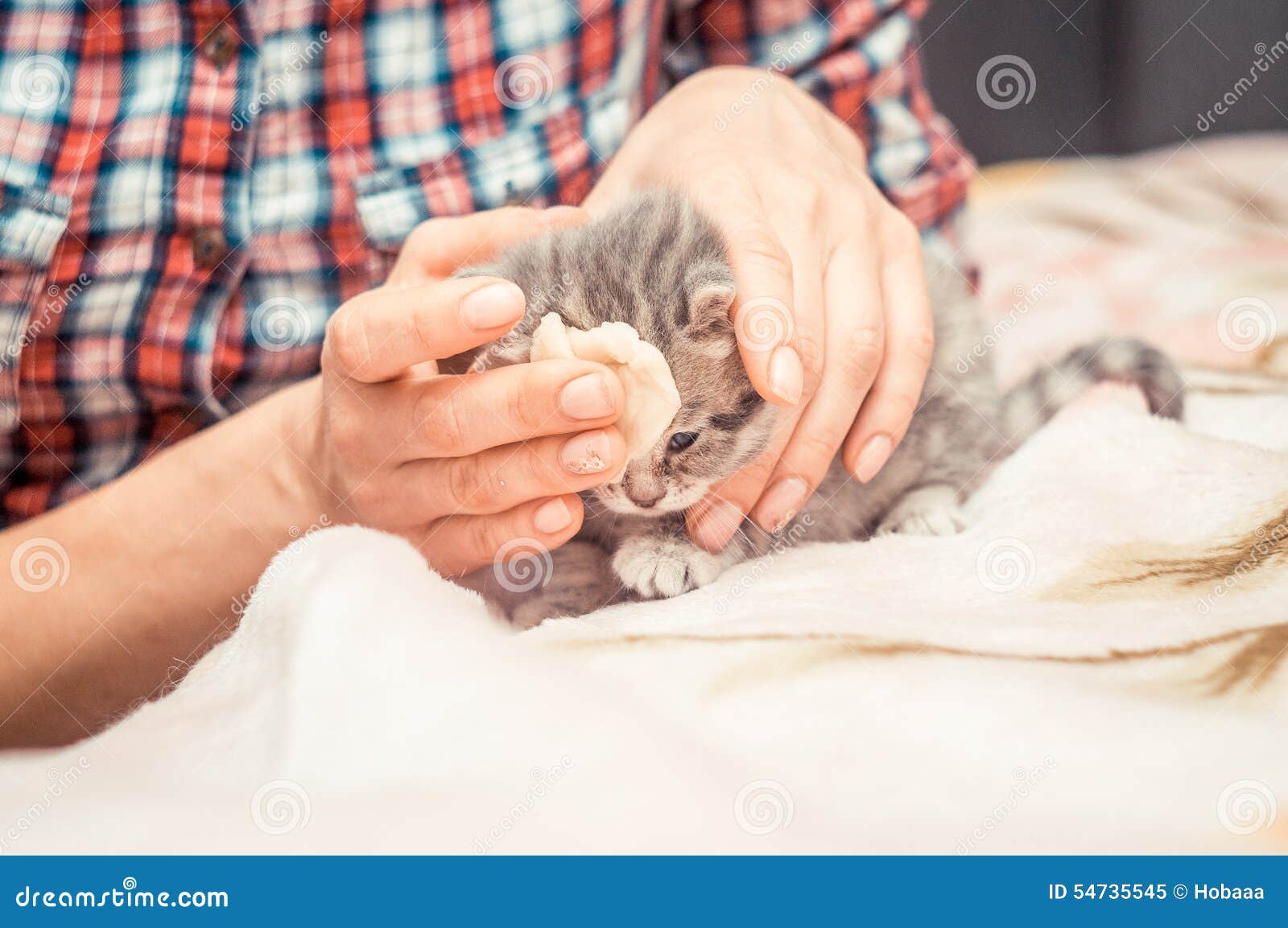 Sick kitten stock image. Image of eyed, felines, bright - 54735545