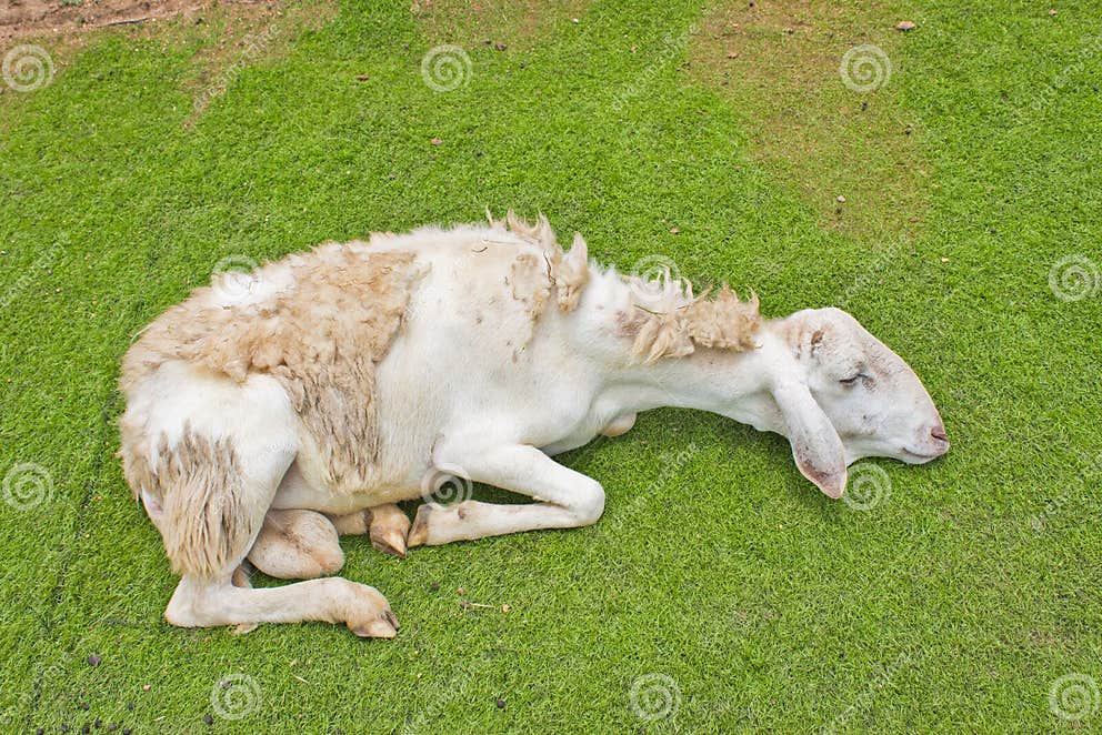 Sick lamb in green field stock image. Image of field - 32909341