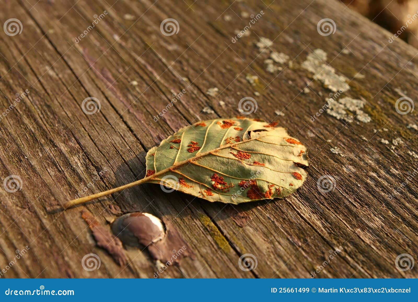 Sick leaf stock image. Image of beech, sick, wood, bench - 25661499