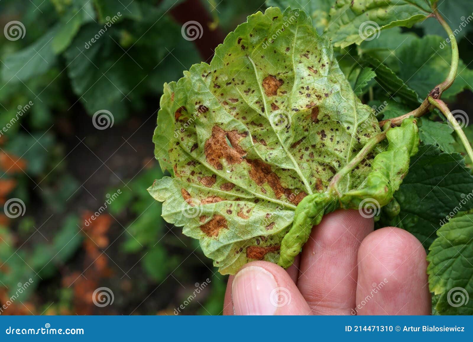 Sick Leaf Stock Image | CartoonDealer.com #127048741
