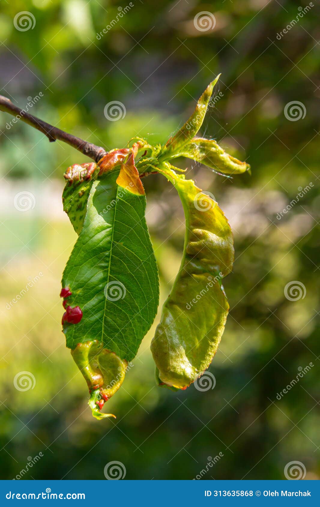 Sick Leaves on the Peach Tree. Taphrina Deformans Stock Photo - Image ...