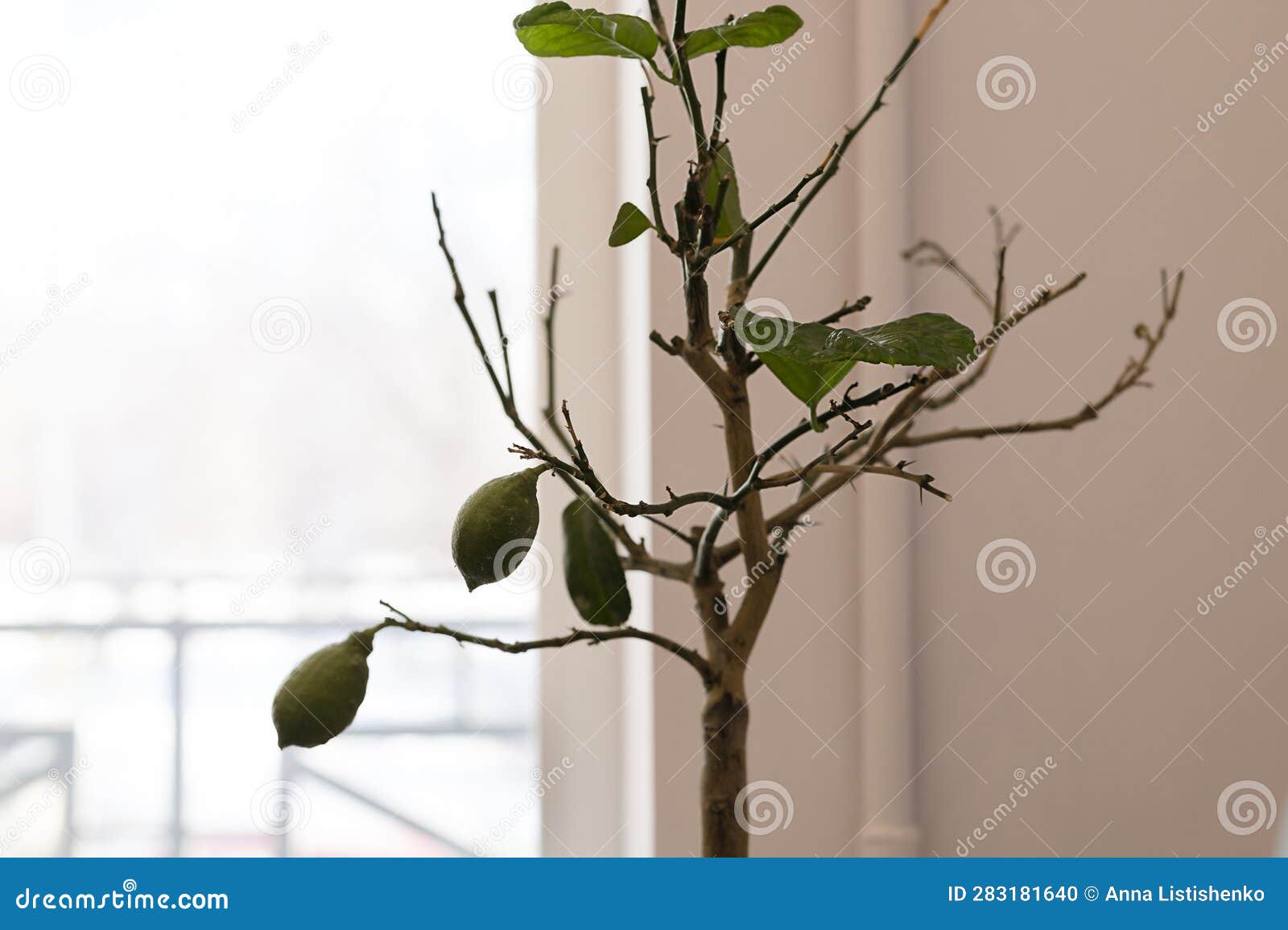 Sick Lemon without Leaves Affected by a Flour Mite Stock Photo - Image ...