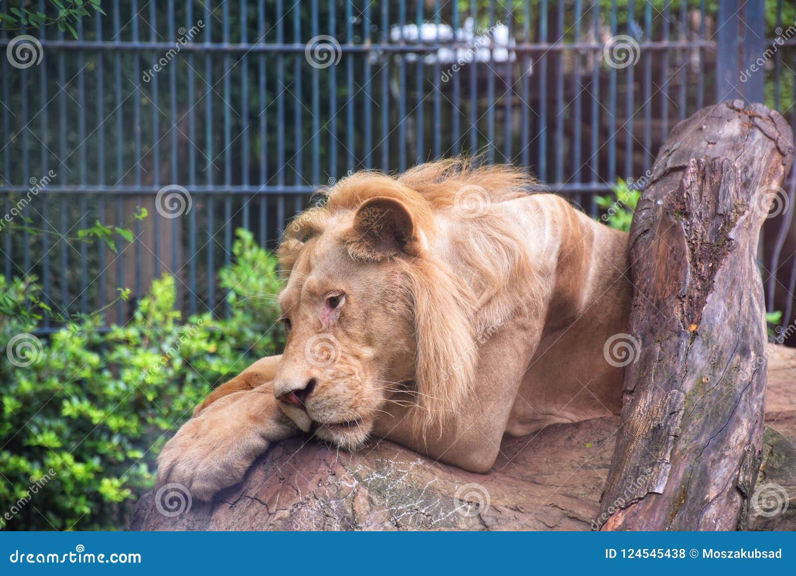 Sick Lion Photos - Free & Royalty-Free Stock Photos from Dreamstime