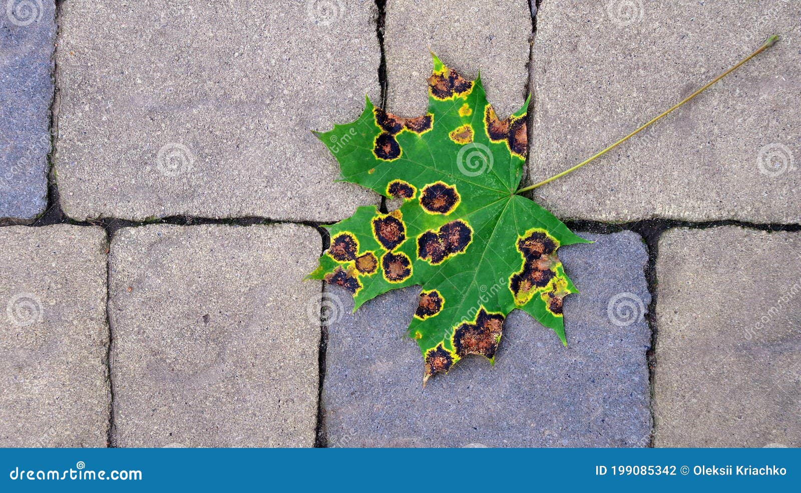 Sick Maple Leaf with Dark Spots Closeup. Maple Leaf Disease. Autumn ...