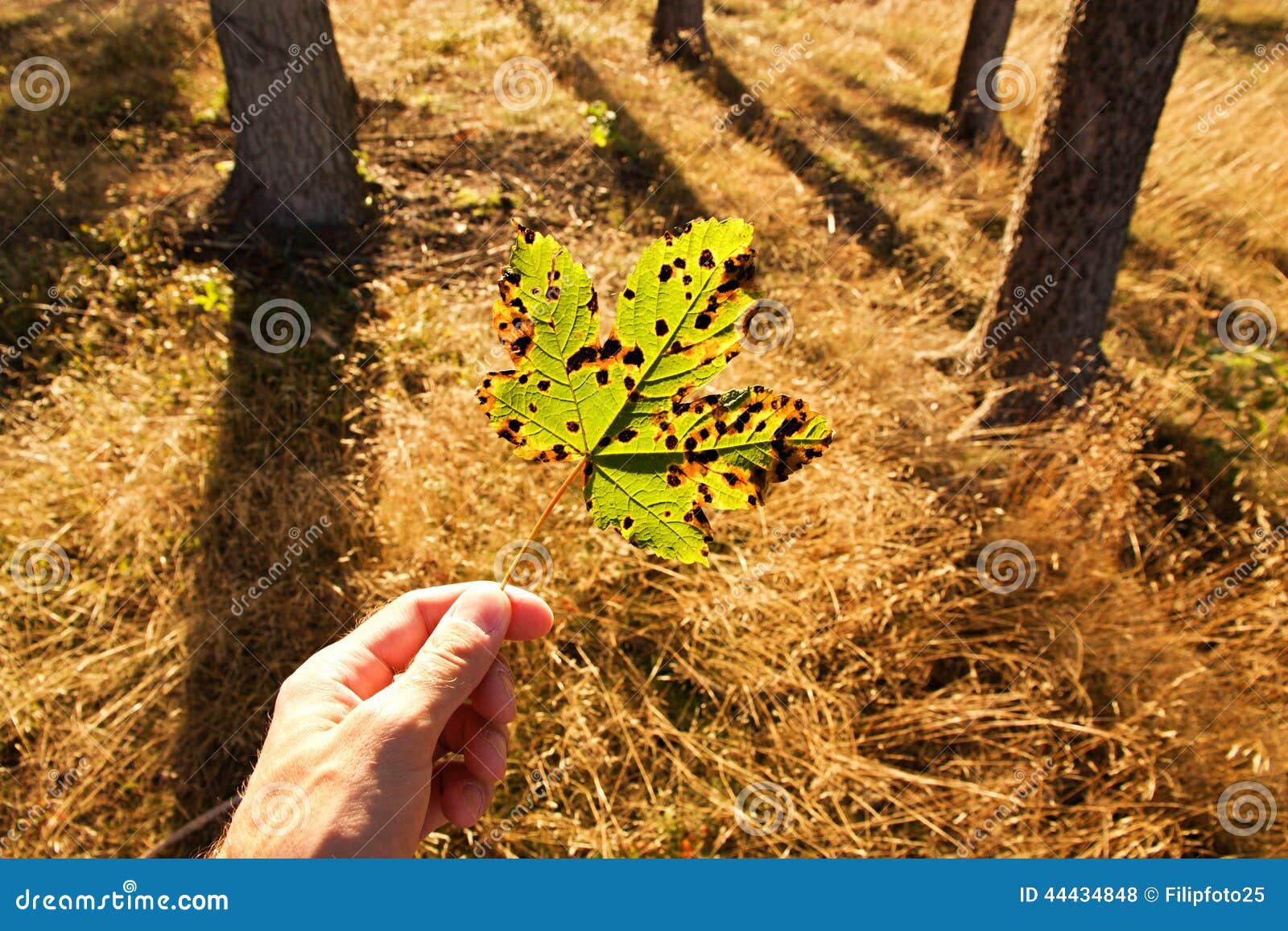 Sick maple leaf stock photo. Image of leaf, maple, gold - 44434848
