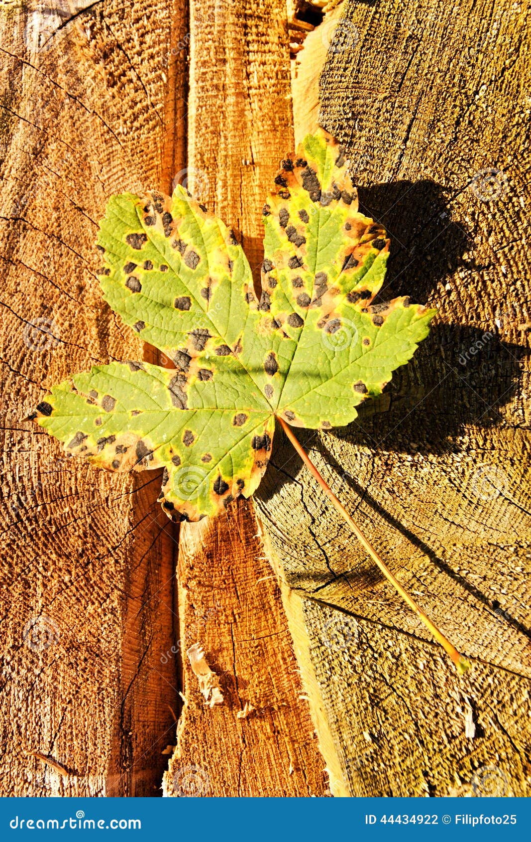 Sick maple leaf stock photo. Image of pattern, beautiful - 44434922