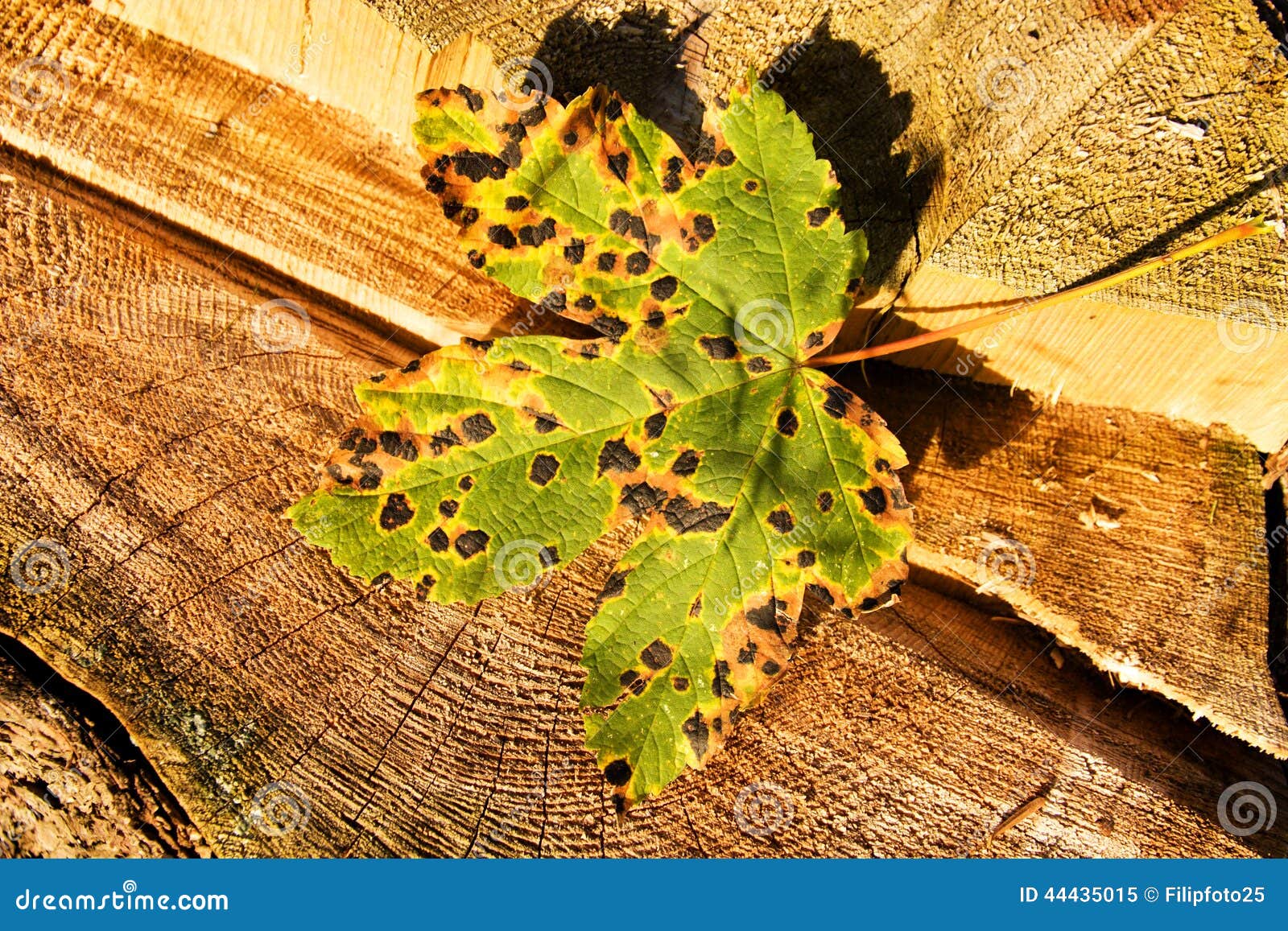 Sick maple leaf stock image. Image of nature, colored - 44435015