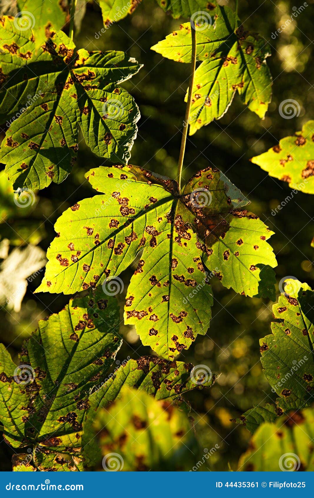 Sick maple leaf stock image. Image of colored, outdoors - 44435361
