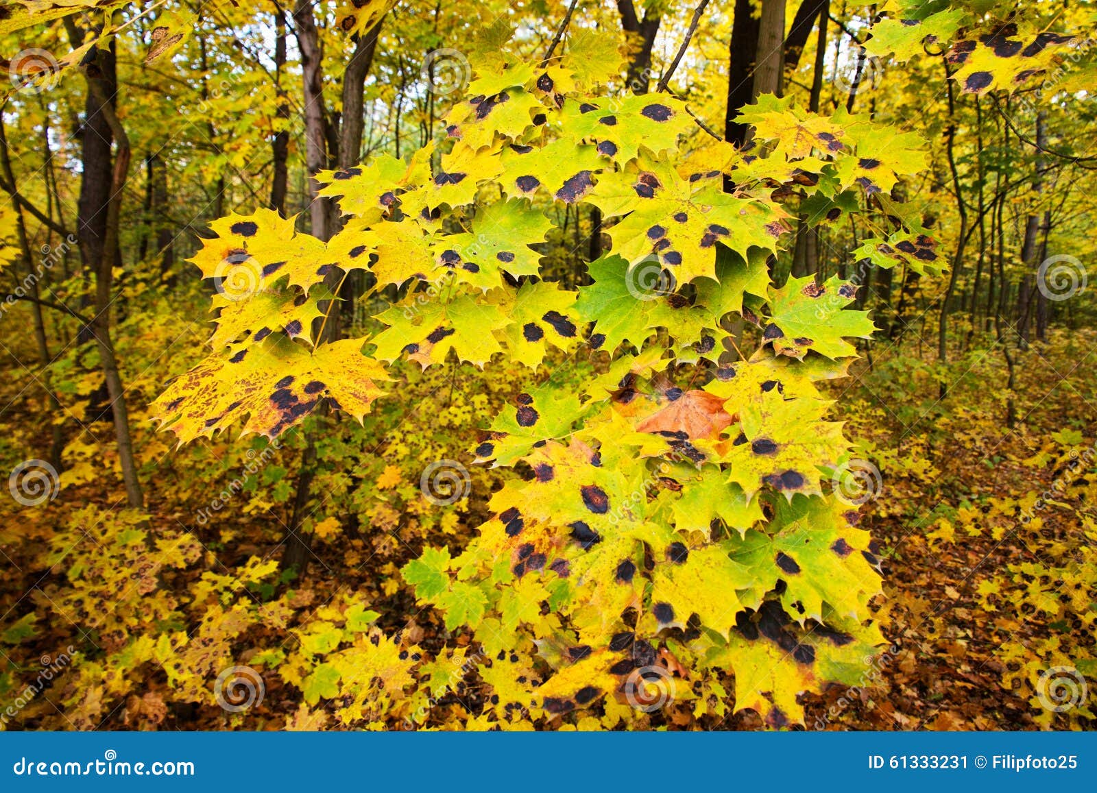 Sick maple leaves stock image. Image of leaves, natural - 61333231