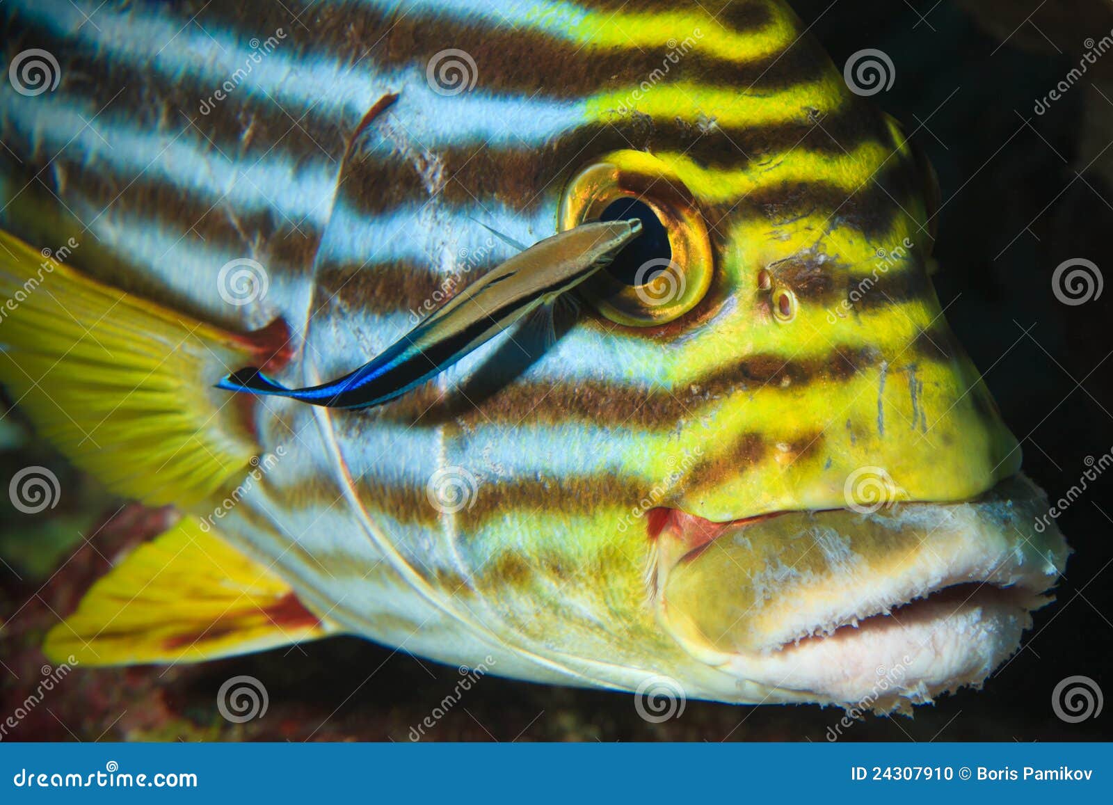 Sick Oriental Sweet-lip & Cleaner Wrasse Stock Photo - Image of diving ...