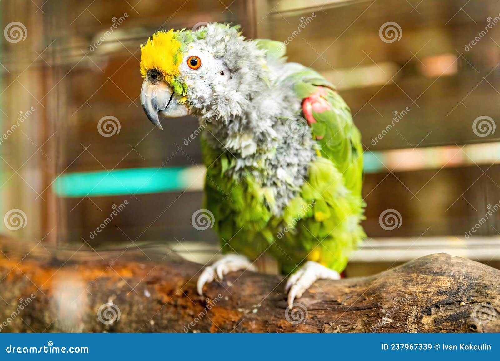 Sick Parrot Caged Portrait Looking Sad Alone Stock Image - Image of ...