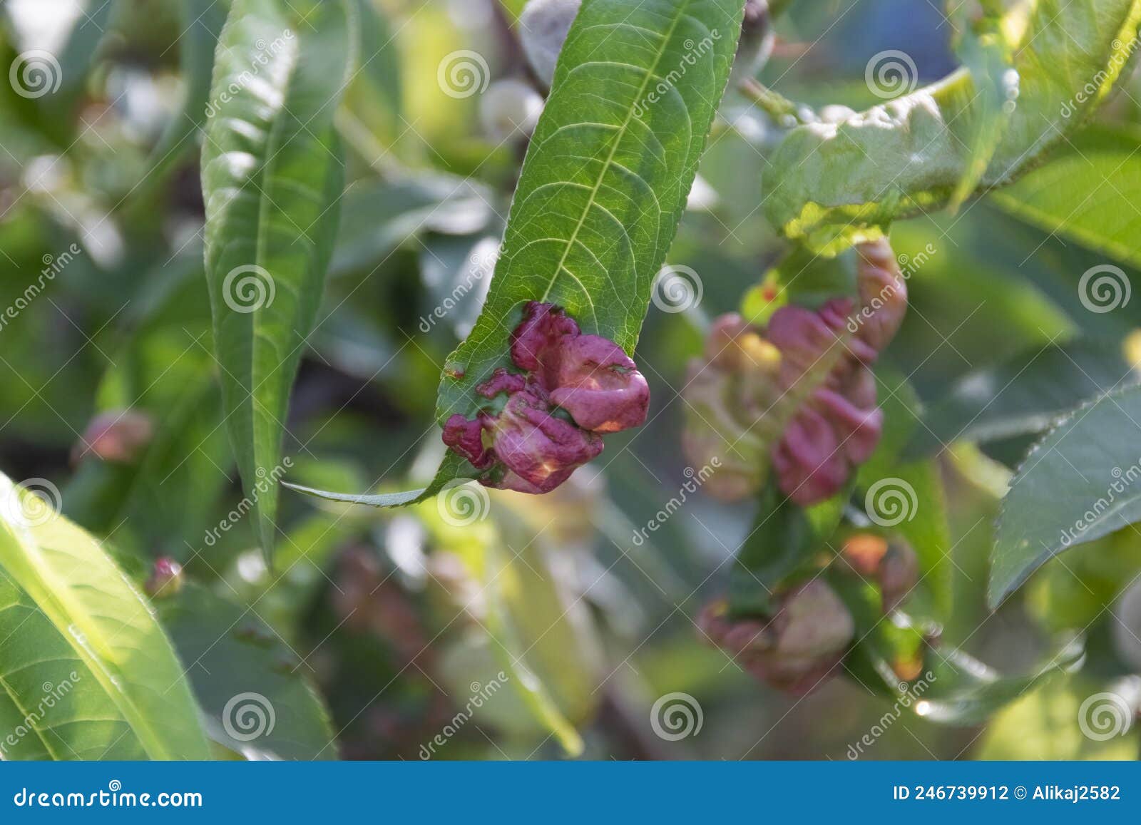 Sick Peach Tree Leaves, Agricultural Concept, Tree Diseases Stock Photo ...