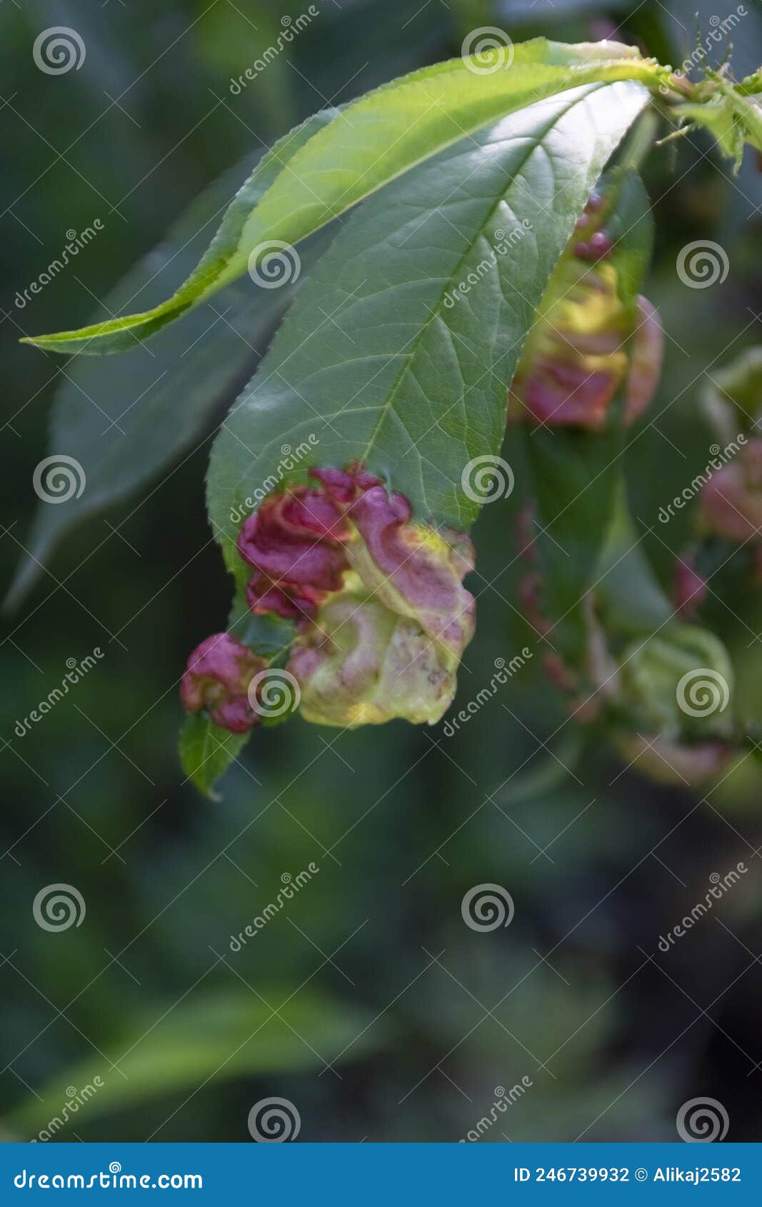 Sick Peach Tree Leaves, Agricultural Concept, Tree Diseases Stock Photo ...