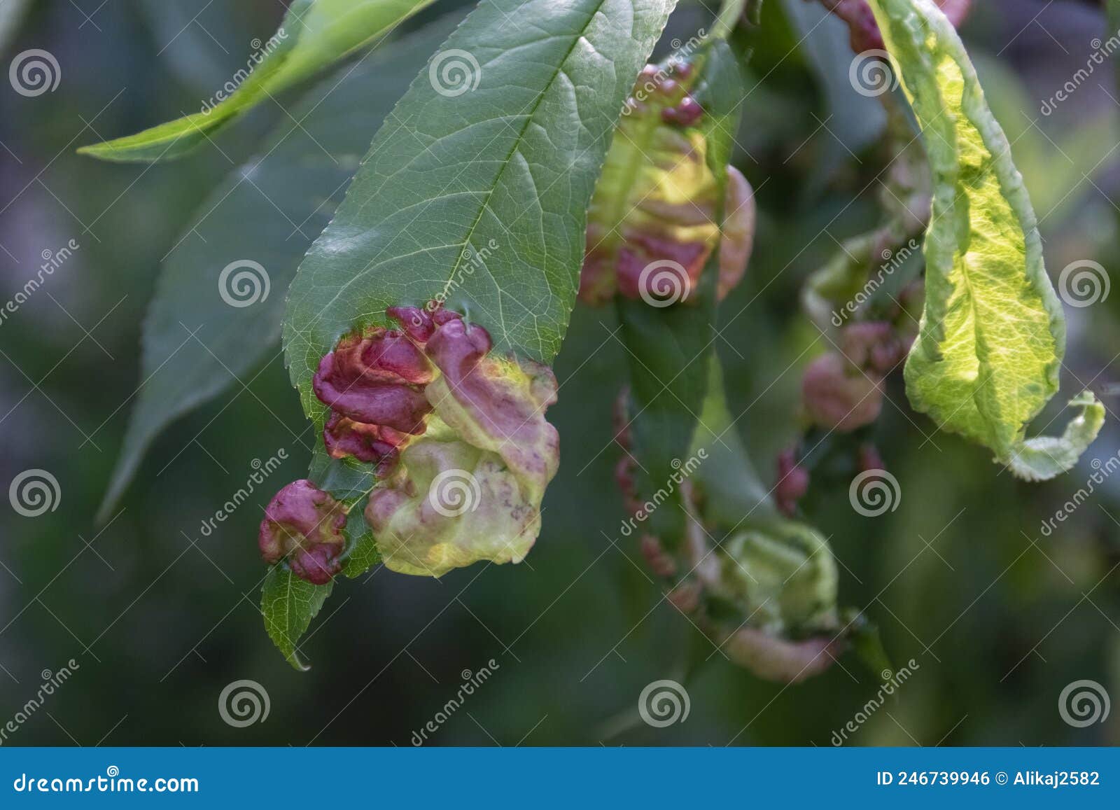 Sick Peach Tree Leaves, Agricultural Concept, Tree Diseases Stock Photo ...