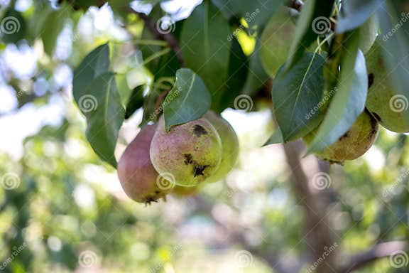 Sick pear fruit stock image. Image of fresh, rural, foliage - 97336635