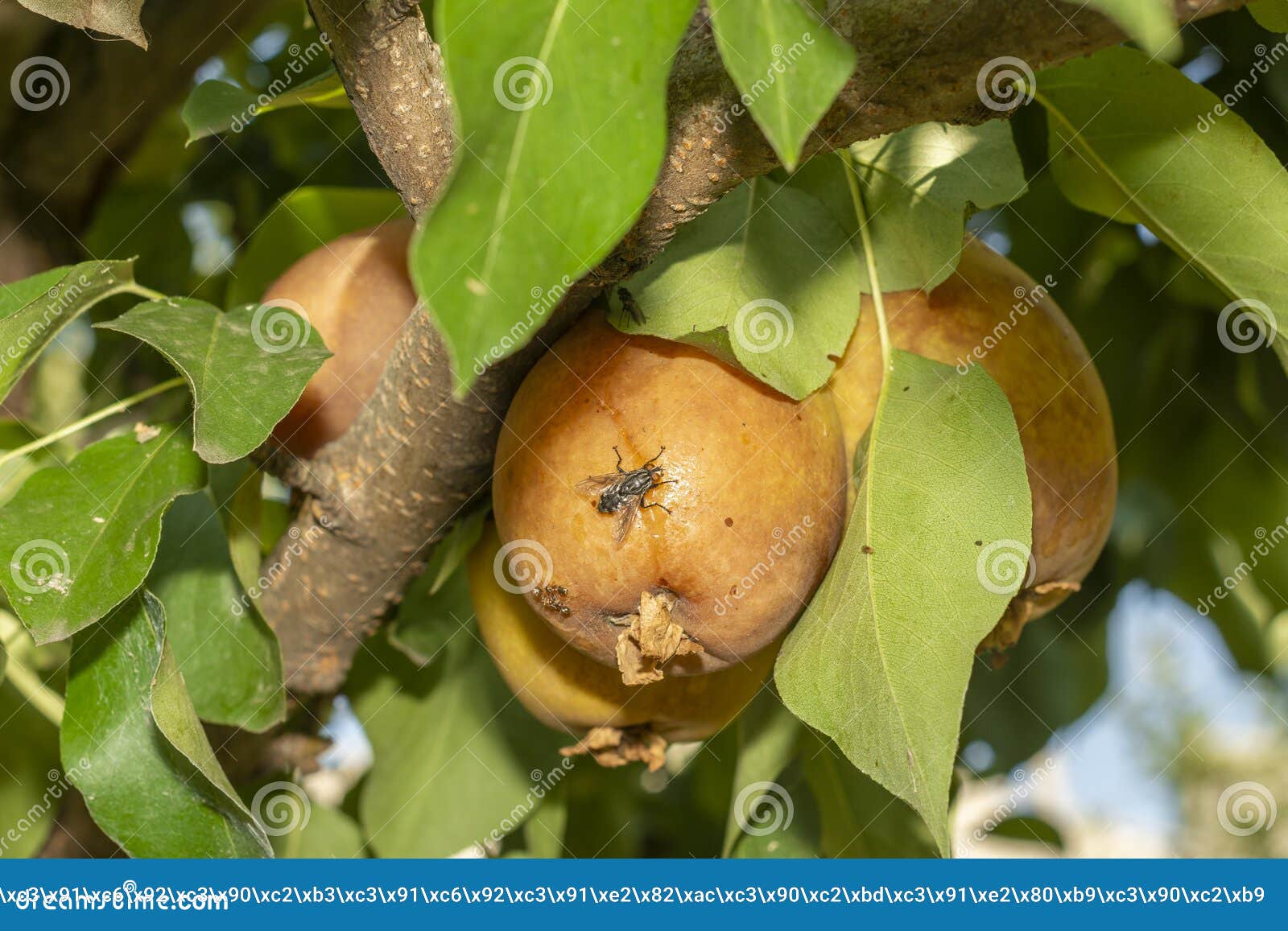 Sick Pear Tree in the Garden. Rotten Yellow Pear Fruit Close-up Macro ...