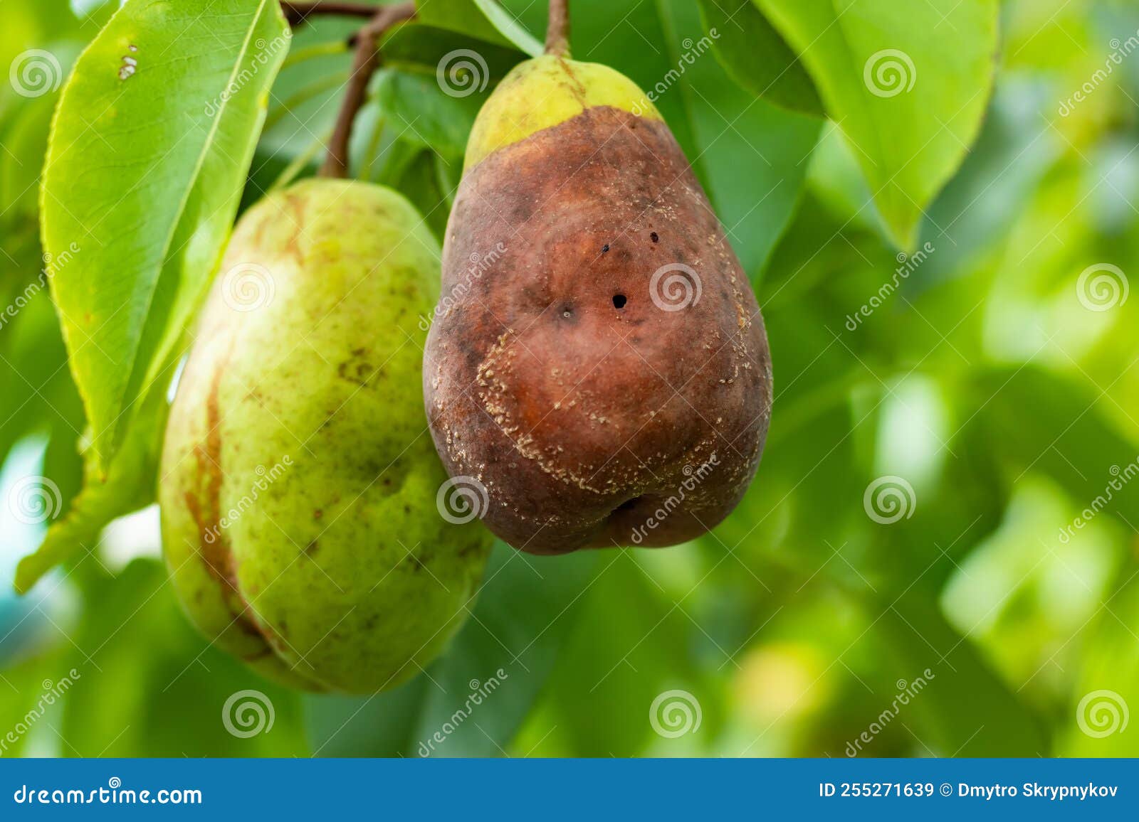 Sick Pear Tree in Garden. Rotten Yellow Pear Fruit Close-up Macro Stock ...