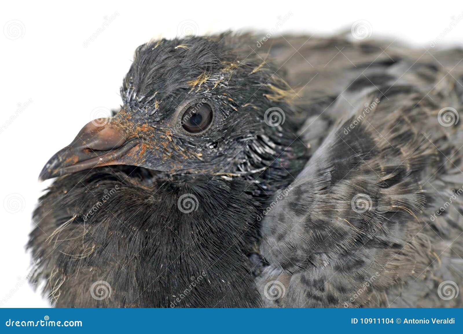 Sick Pigeon stock photo. Image of plucked, nestling, brood - 10911104