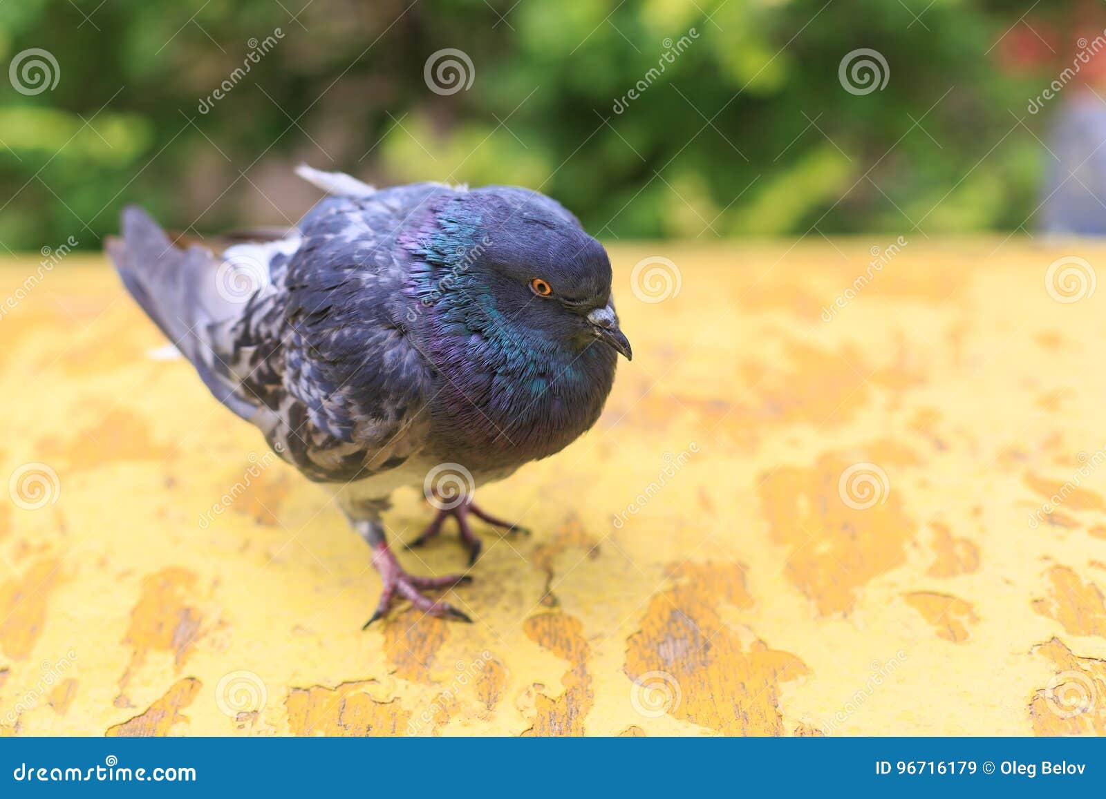 Sick Pigeon Sits on a Yellow Painted Surface Stock Image - Image of ...