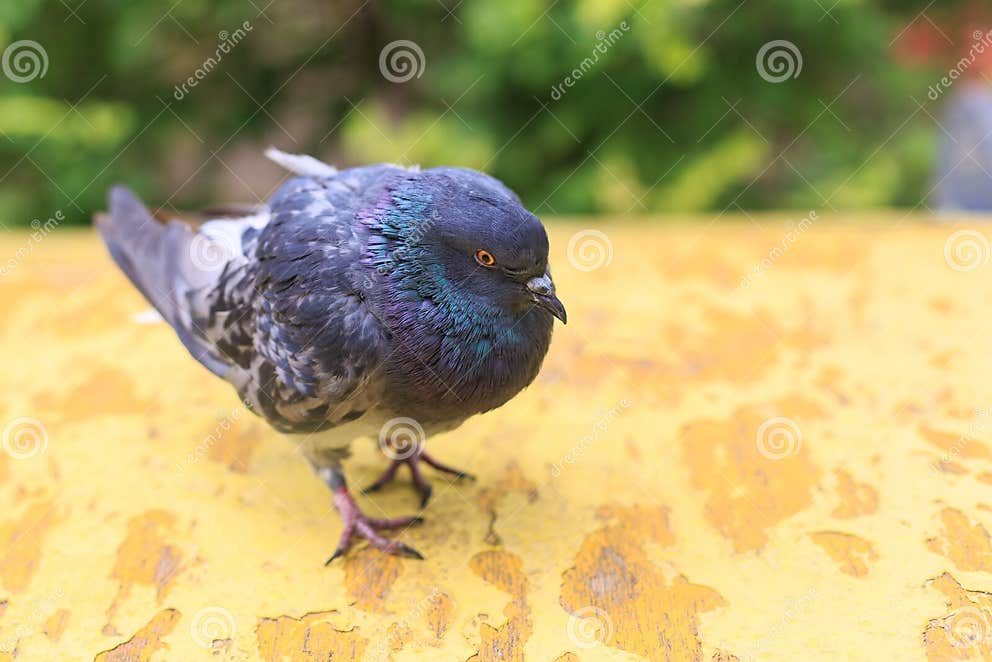 Sick Pigeon Sits on a Yellow Painted Surface Stock Image - Image of ...
