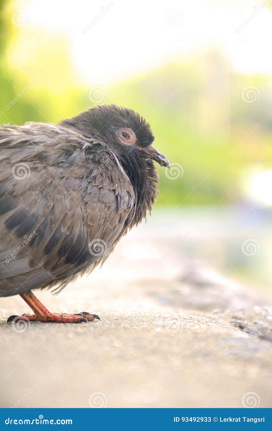Sick pigeon stock image. Image of tree, branch, beak - 93492933