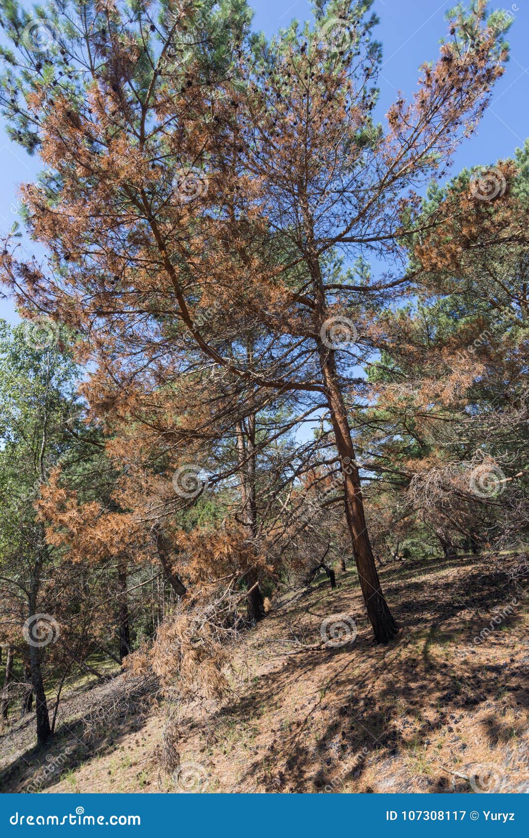 Sick pine tree stock image. Image of tree, forest, green - 107308117