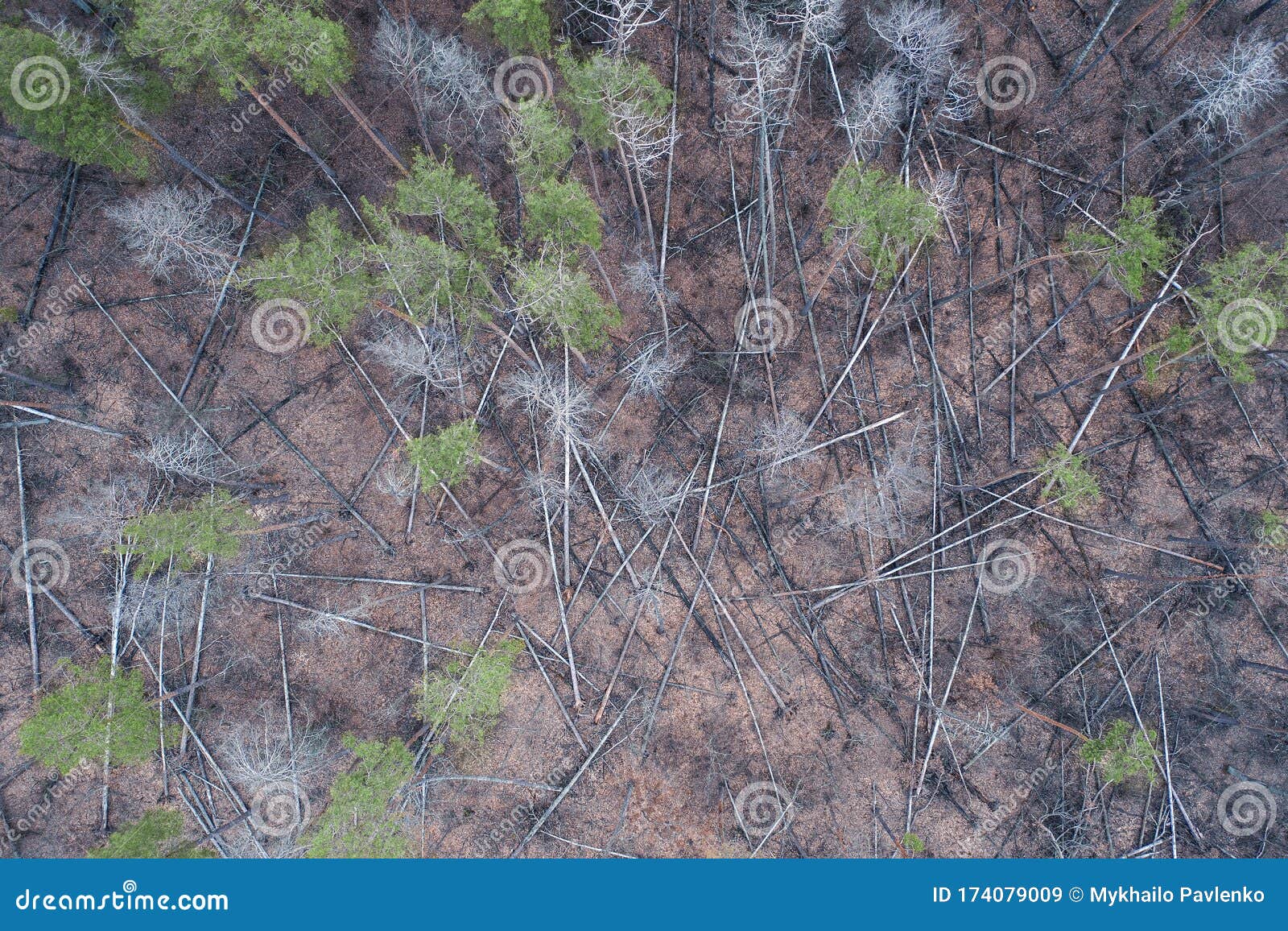 Sick Pine Forest. Dead Trees on the Ground Stock Image - Image of green ...